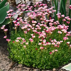 꽃씨앗 - 씨앗 | 쿠팡